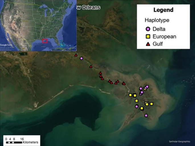 Return of the Phrag-i: evaluating sexual reproduction mechanisms ...