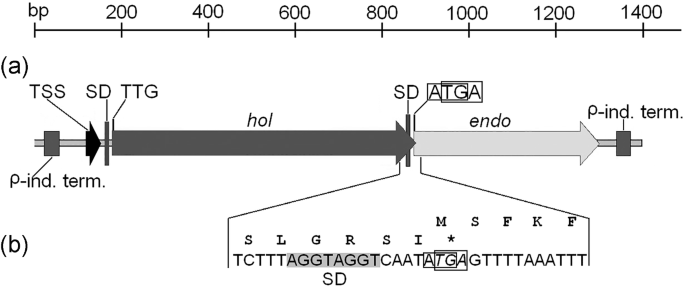 From DNA to lytic proteins: transcription and translation of the ...