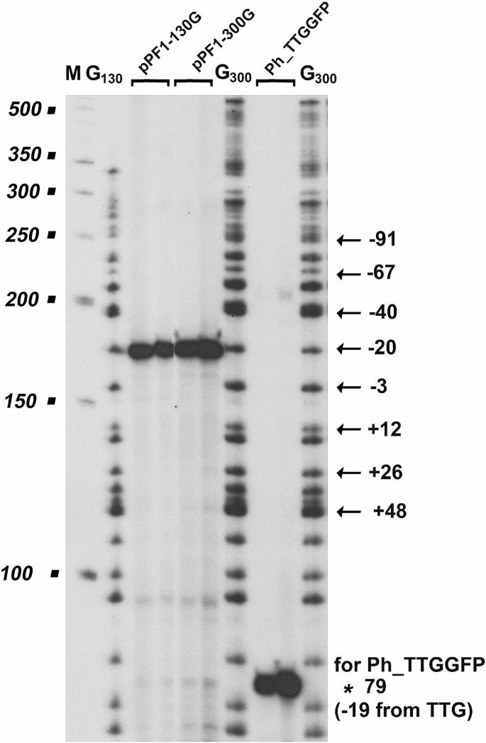 From DNA to lytic proteins: transcription and translation of the ...
