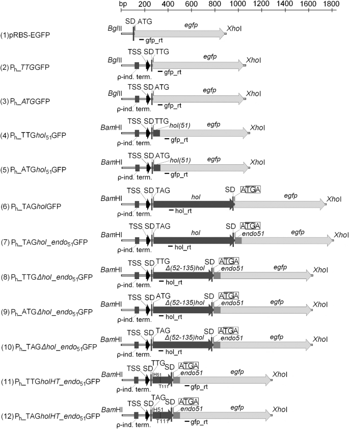 From DNA to lytic proteins: transcription and translation of the ...