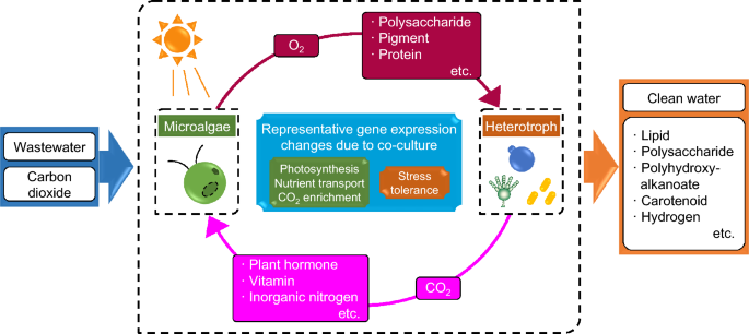 Co-culture systems of microalgae and heterotrophic microorganisms ...