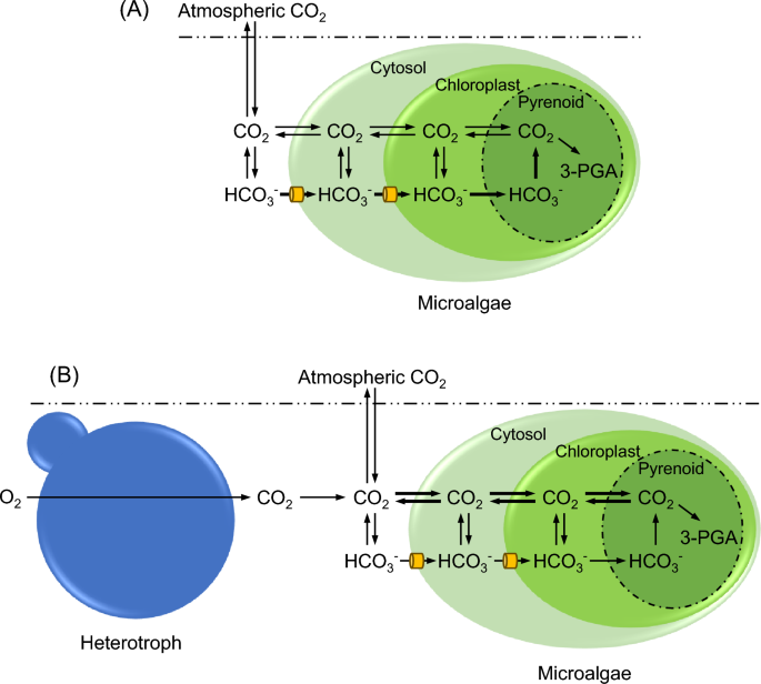 Co-culture systems of microalgae and heterotrophic microorganisms ...