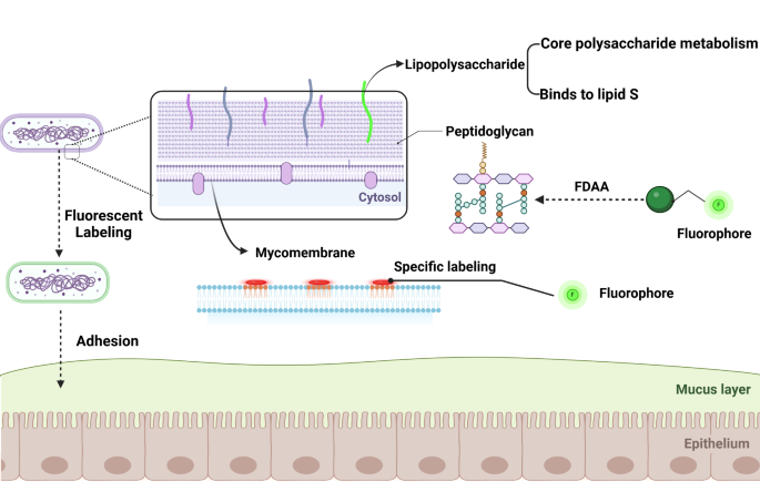 Advancements in fluorescent labeling in assessing the probiotic ...