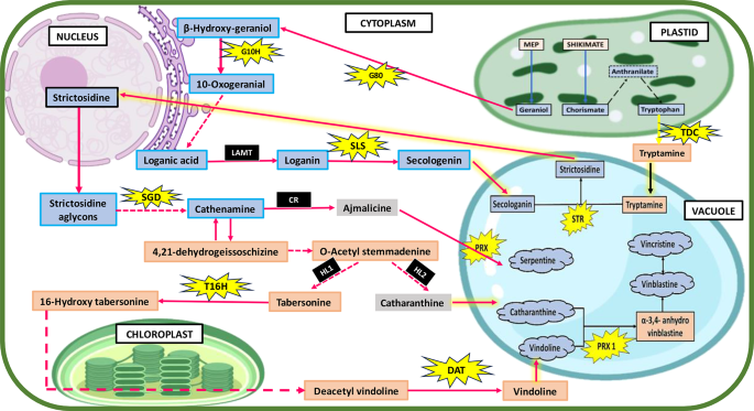 Seed bacterization with siderophore-producing bacteria: a strategy to ...