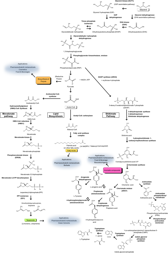 Harnessing glycerol for secondary metabolite biosynthesis in ...