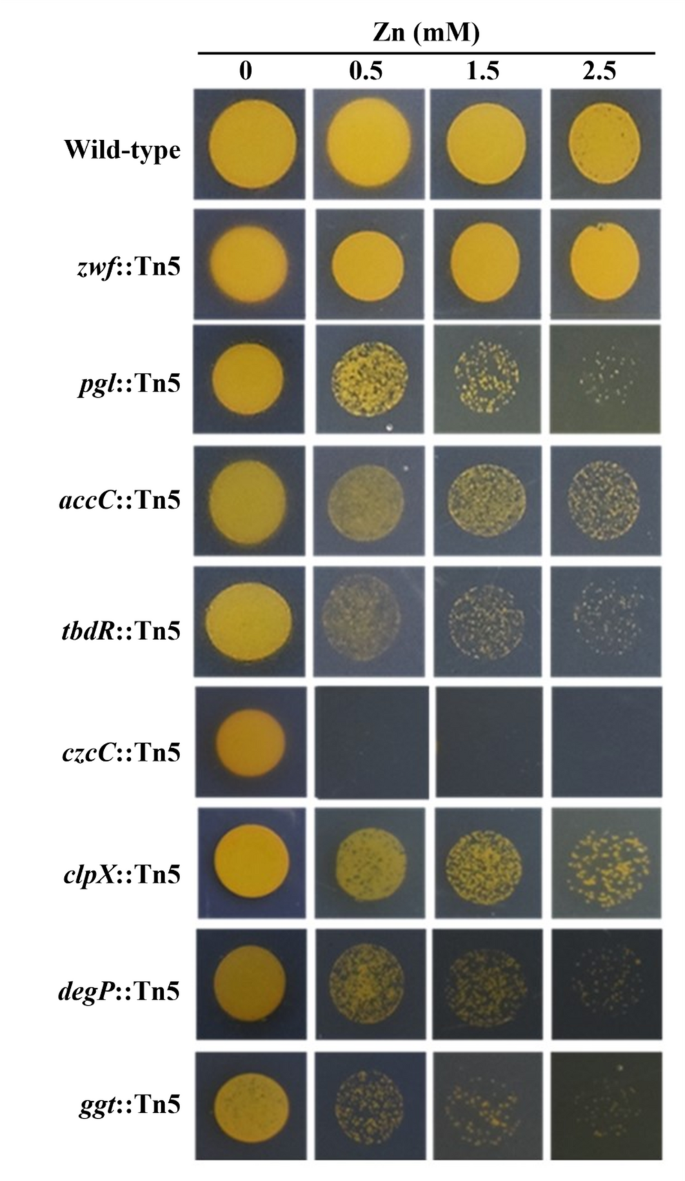 The pentose phosphate pathway is essential for the resistance of Gluconacetobacter ...