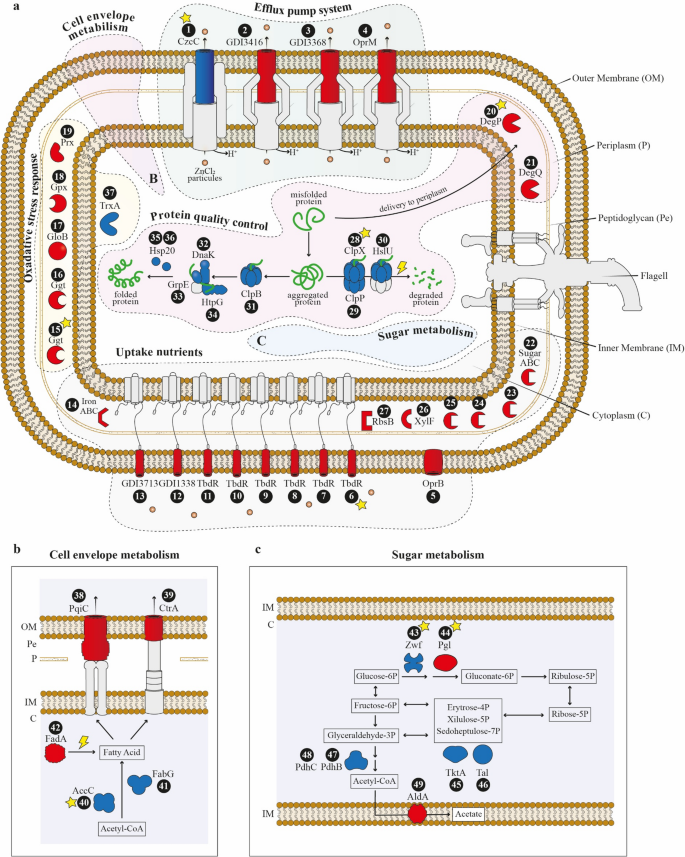 The pentose phosphate pathway is essential for the resistance of Gluconacetobacter ...
