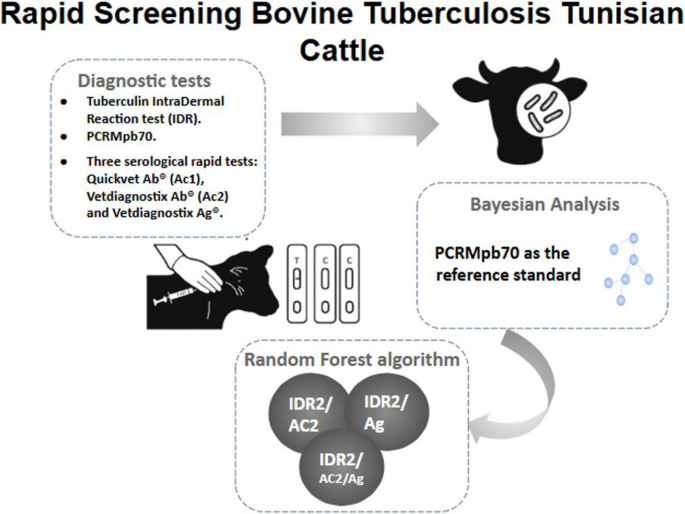 Field-oriented assessment of bovine tuberculosis in Tunisian cattle: IDR, PCRMpb70 and ...