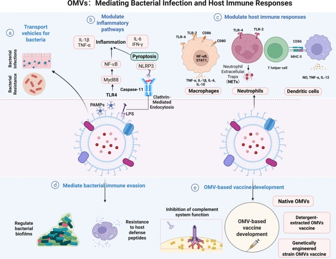 Bacterial outer membrane vesicles: a novel target in mediating ...