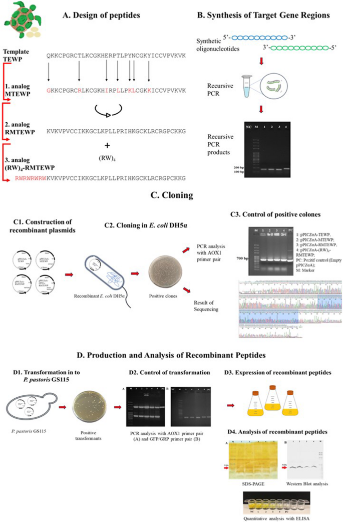 Recombinant expression and functional characterization of defensin-like ...