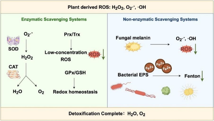 Microorganisms’ perception, scavenging, and adaptation to reactive ...