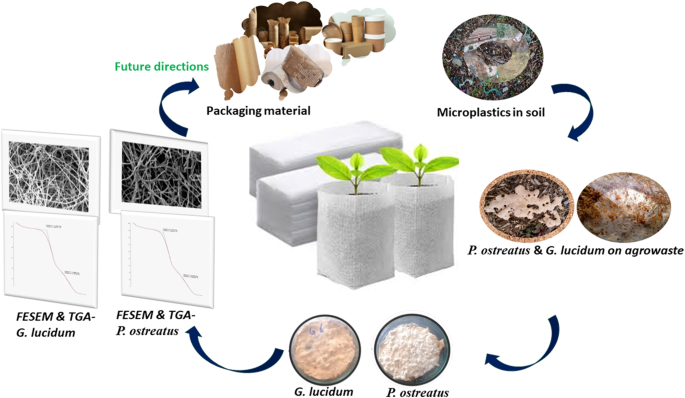 Preparation of fungal biocomposite for environment friendly packaging ...