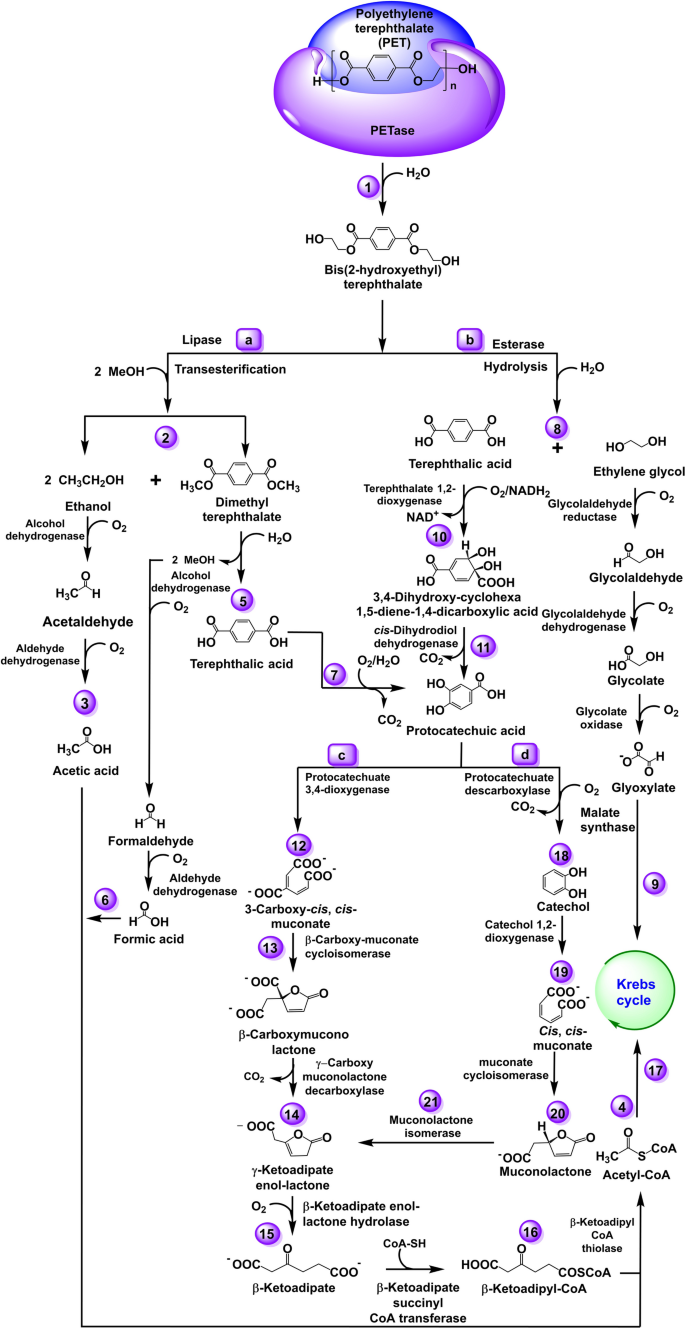 Degradation of polyethylene terephthalate by microorganisms and their ...