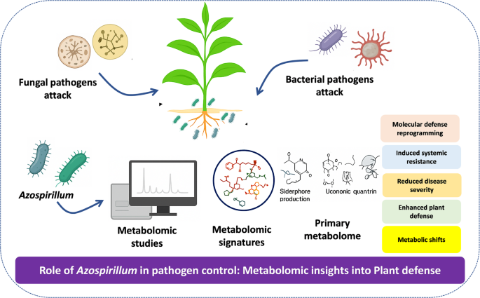 Azospirillum spp. as bio-innovative defenders: Metabolomic signatures ...