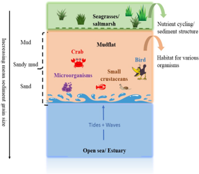 Mudflat halophilic microbiome: research progress in biotechnology and ...
