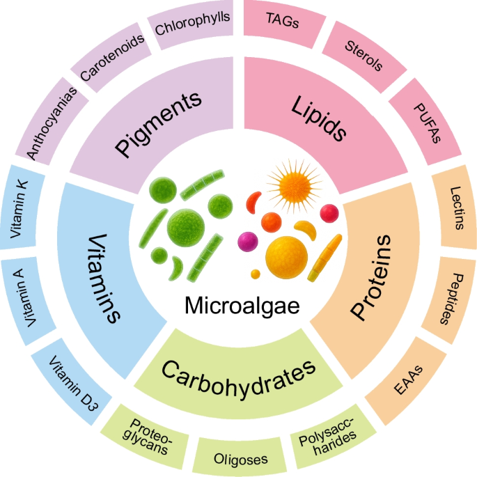 Harnessing microalgae for bioproducts: innovations in synthetic biology ...