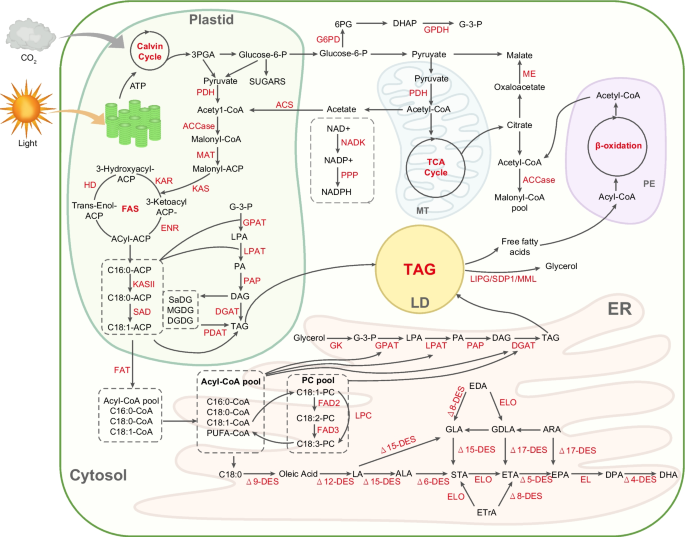 Harnessing microalgae for bioproducts: innovations in synthetic biology ...