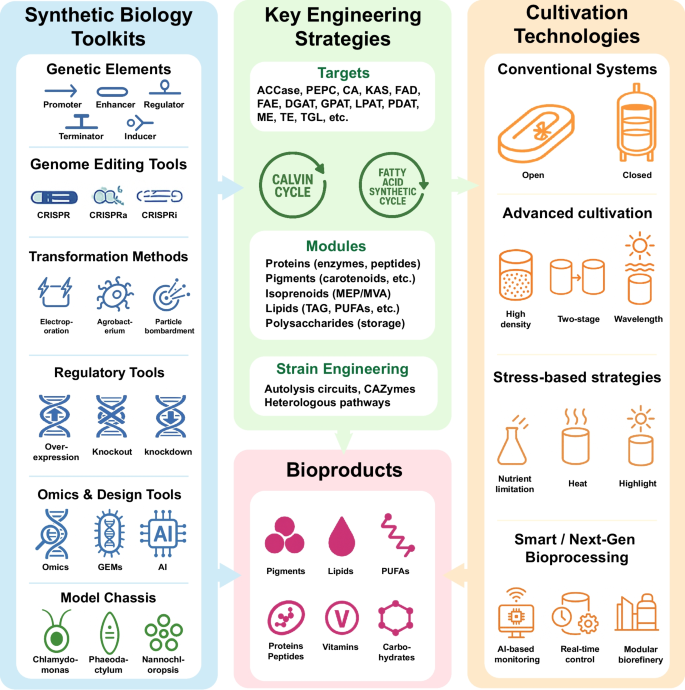 Harnessing microalgae for bioproducts: innovations in synthetic biology ...