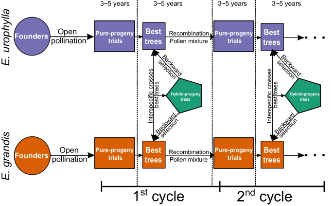 Realized genetic gain with reciprocal recurrent selection in a ...