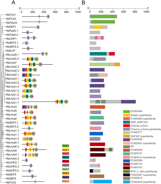 Genome-wide characterization and expression analysis of the LHC gene ...