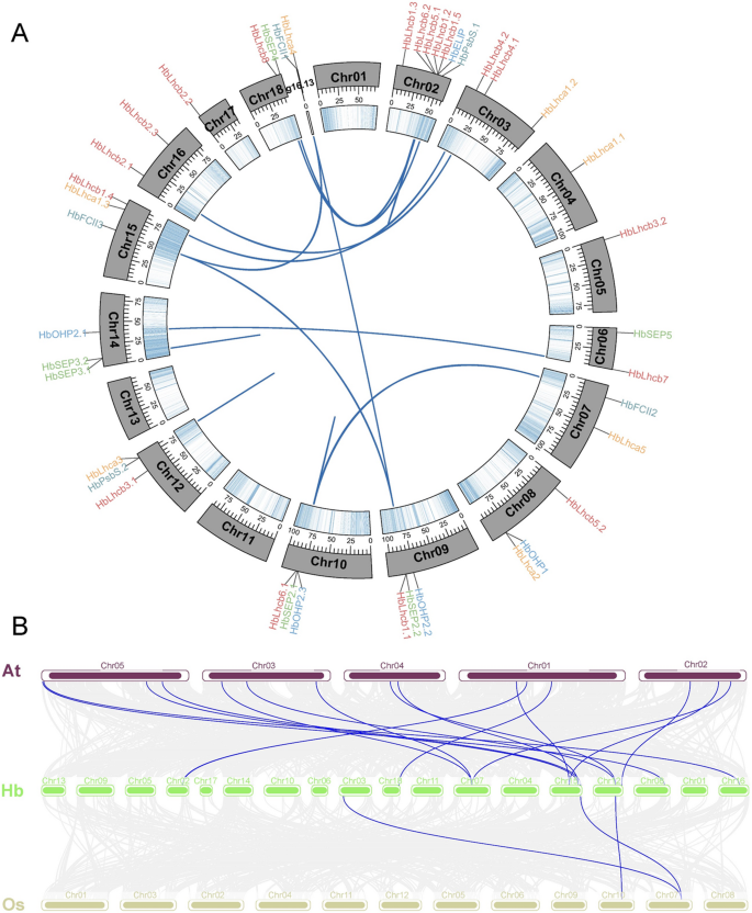 Genome-wide characterization and expression analysis of the LHC gene ...