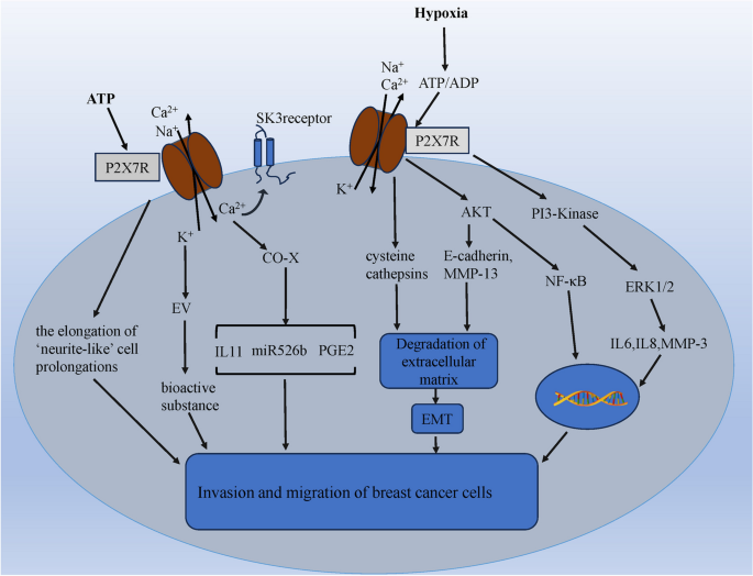 Role of the P2X7 receptor in breast cancer progression | Purinergic ...