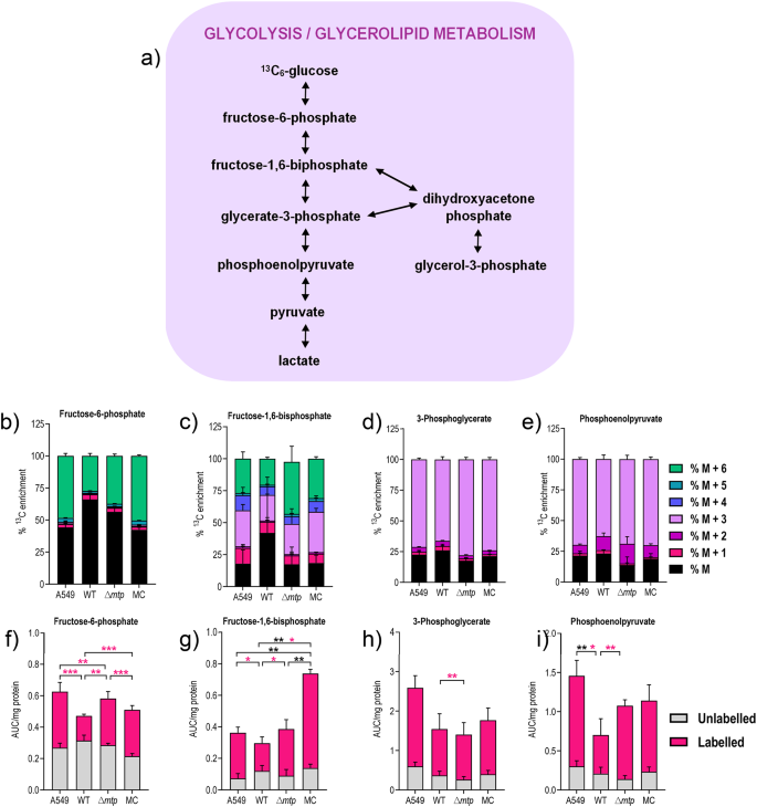 Mycobacterium tuberculosis curli pili (MTP) facilitates pathogenicity ...