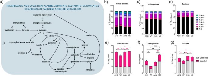 Mycobacterium tuberculosis curli pili (MTP) facilitates pathogenicity ...