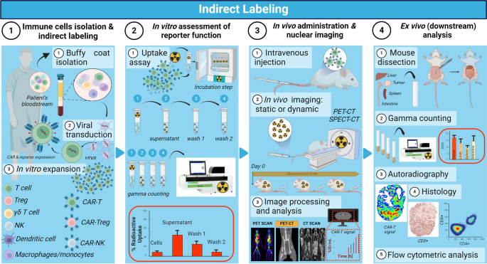 Nuclear-Based Labeling of Cellular Immunotherapies: A Simple Protocol ...