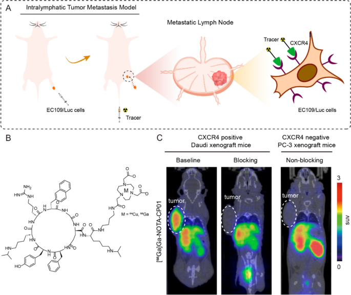 In Vivo Detection of Lymph Nodes Metastasis of ESCC Using CXCR4-Targeted Tracer [64Cu]Cu-NOTA ...