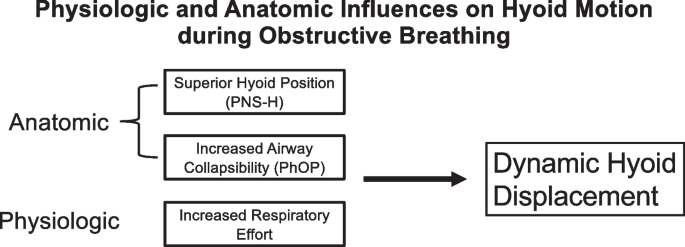 Physiologic and anatomic determinants of hyoid motion during drug ...