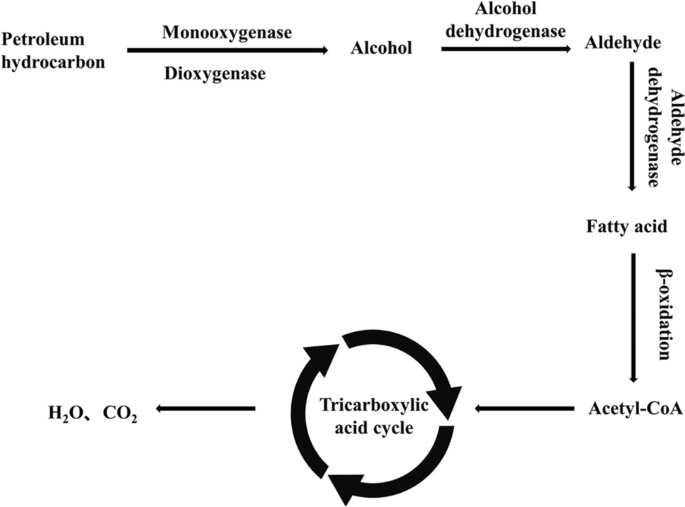 The methods for improving the biodegradability of oily sludge: a ...