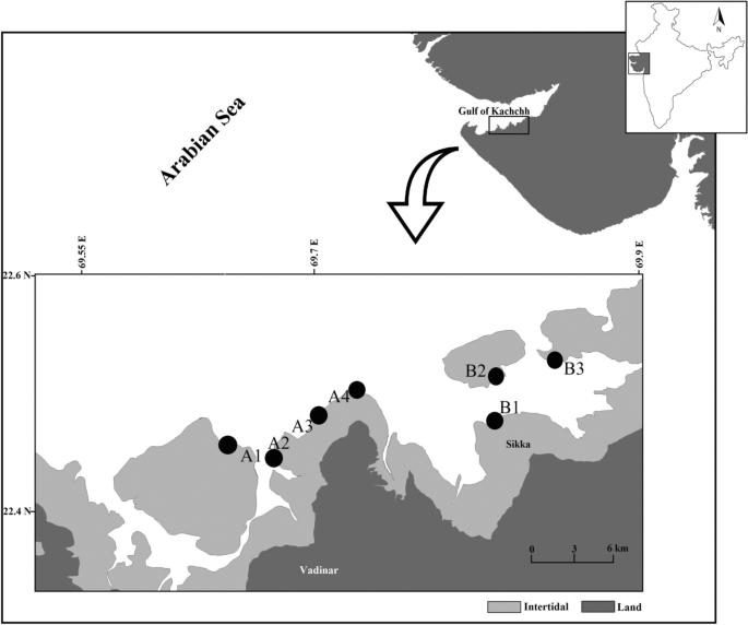 Resource utilisation and trophic niche overlap of coralline intertidal ...