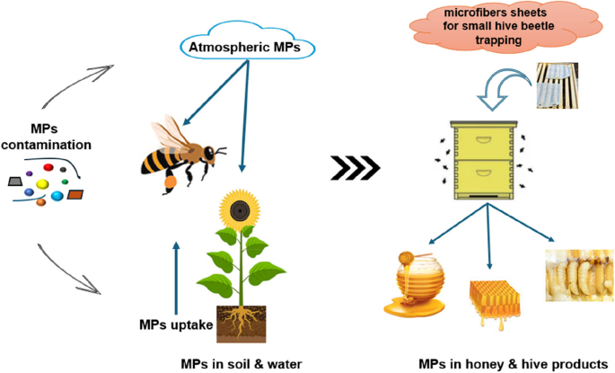 Exploring the risk of microplastics to pollinators: focusing on honey ...