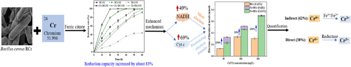 Ferric citrate enhanced bioreduction of Cr(VI) by Bacillus cereus RCr ...
