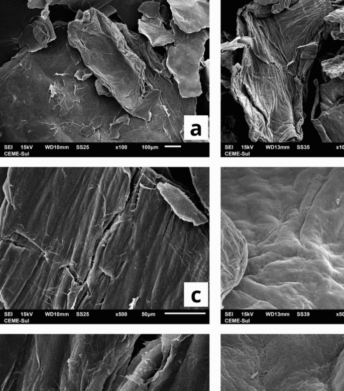 Valorization of red crab shell waste into chitosan films for enhanced ...