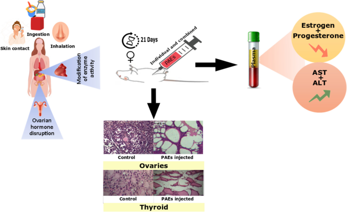 Adverse effects on the endocrine and reproductive system of single and ...