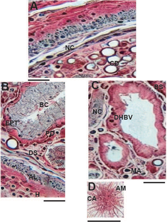 Genetic adaptation and metal-binding affinity in Dawkinsia species ...