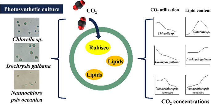 Physiological changes in carbon sequestration and lipid production ...