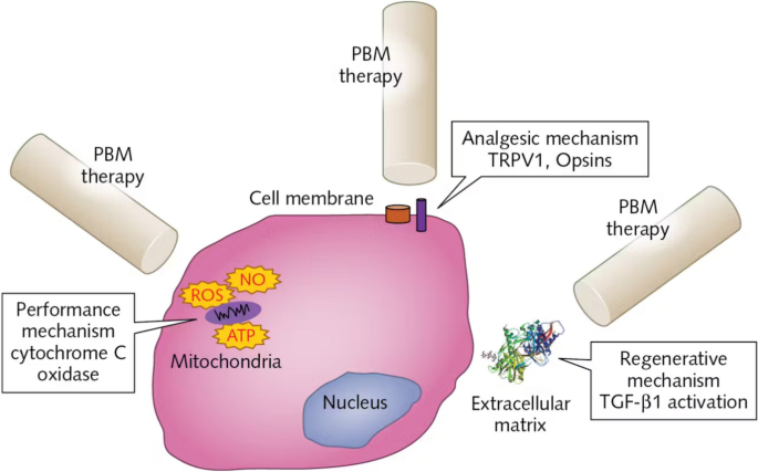 Light buckets and laser beams: mechanisms and applications of ...