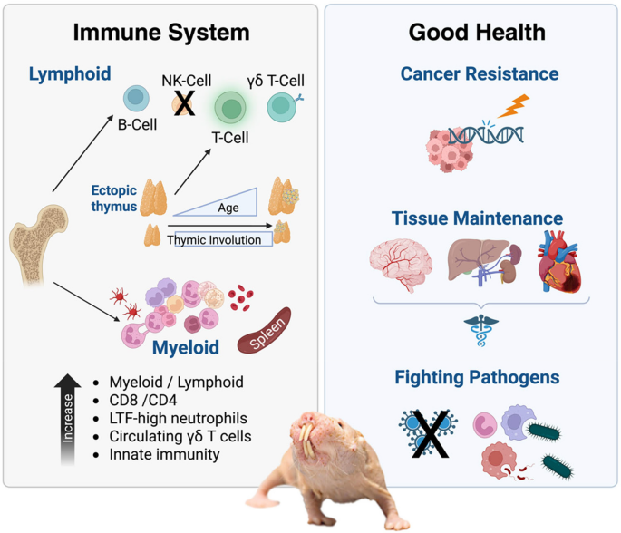 Longevity through immunity: the unusual naked mole-rat immune system ...