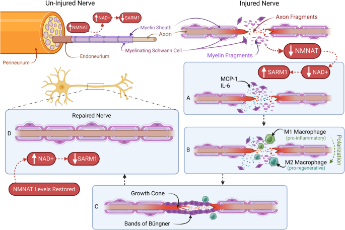 Enhancing peripheral nerve regeneration in aging: the role of Schwann ...