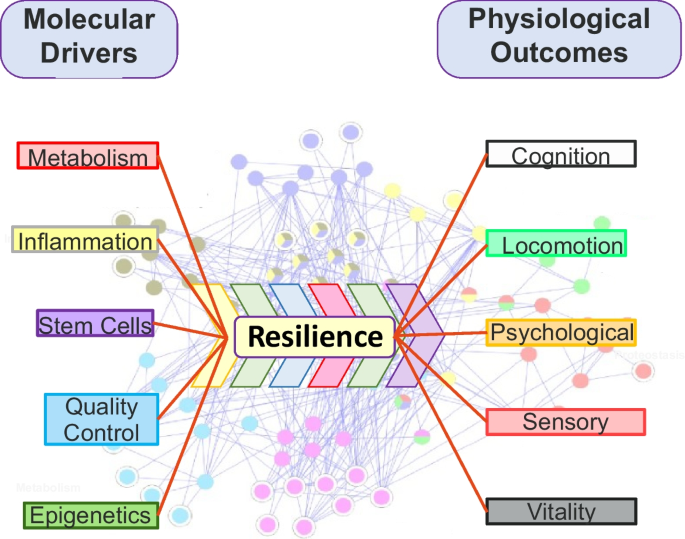 Loss of molecular resilience as the ultimate outcome of aging biology ...