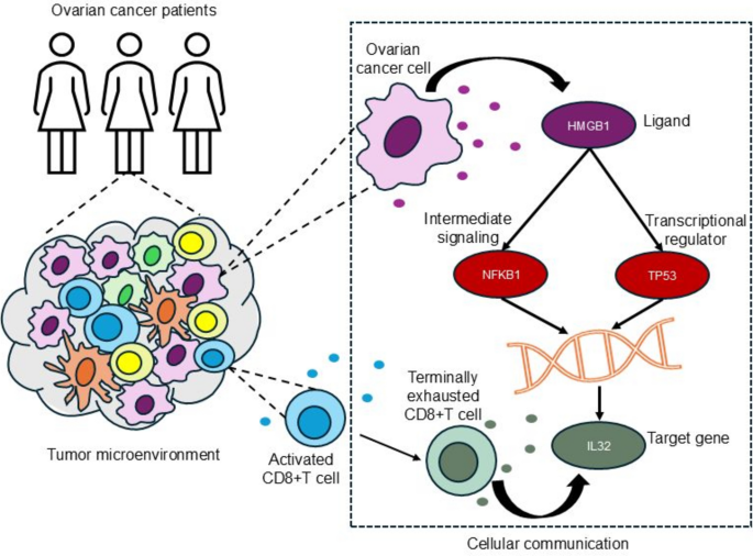 Targeting the HMGB1-IL32 pathway to alleviate T cell exhaustion in ...