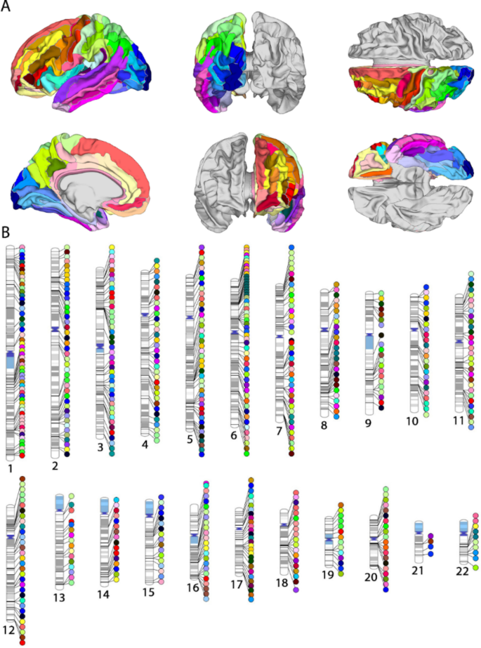 Deep neural networks and genome-wide associations reveal the polygenic ...
