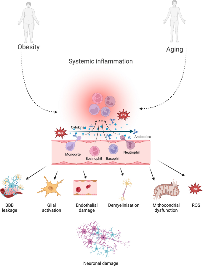 Review: Systemic inflammation after stroke. Therapy and perspective ...