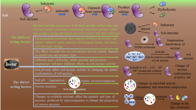 Review on the effects of biochar amendment on soil microorganisms and enzyme activity | Journal ...