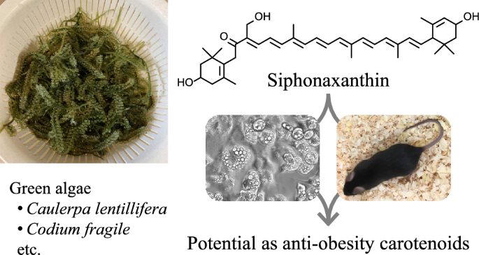 Potential of siphonaxanthin, a green algal carotenoid, to prevent ...
