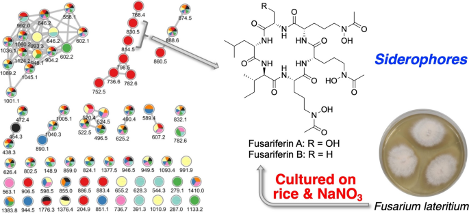 New ferrichrome-type siderophores produced by Fusarium lateritium ...