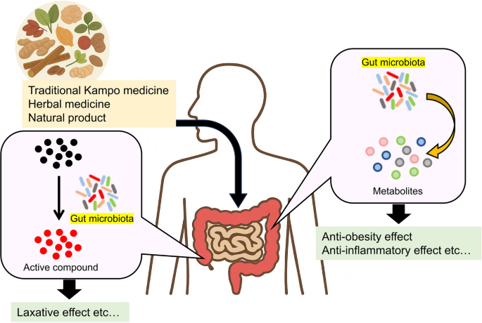 Role of the gut microbiota in the pharmacological effects of ...